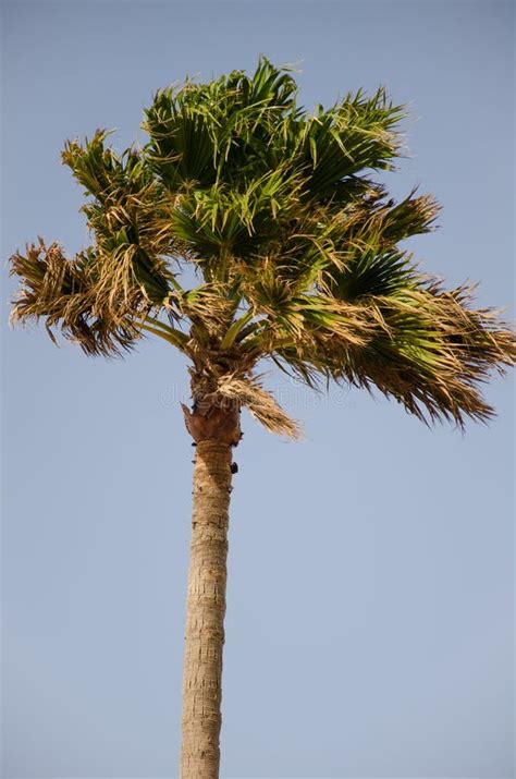 Mexican Fan Palm Stock Image Image Of Palms Trunk 379702585