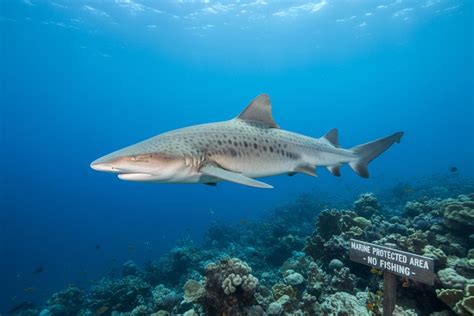 Cid Environment Foundation Marine Conservation Research Sunshine Coast