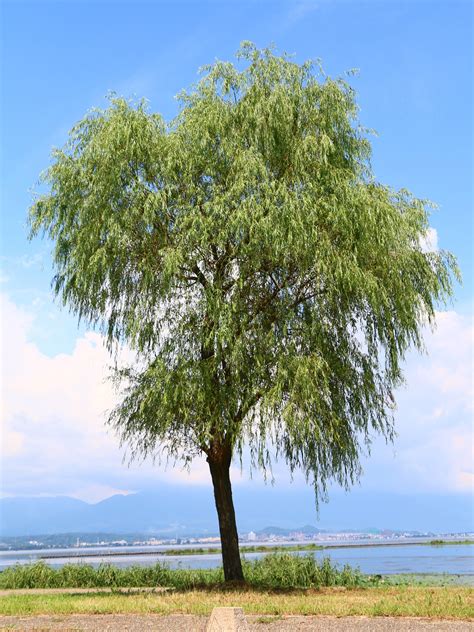 シダレヤナギ 枝垂柳 植栽計画で使える樹木花家庭菜園 プロの写真家が撮影したフリー写真 商用利用可