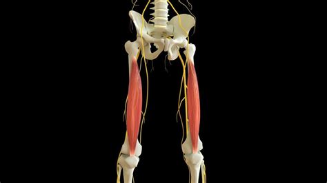What Causes Gracilis Muscle Strain The Pink Velvet Blog