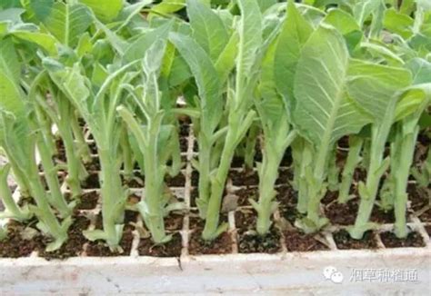 怎么培育烟叶壮苗 微农资 新农资360网 土壤改良 果树种植 蔬菜种植 种植示范田 品牌展播 农资微专栏