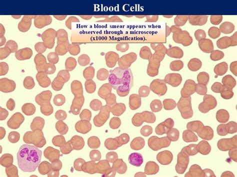 Bio21 Cells Discovery Organisation And Specialisation Teaching Resources