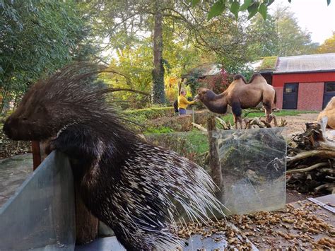 Bactrian Camel Exhibit Zoochat