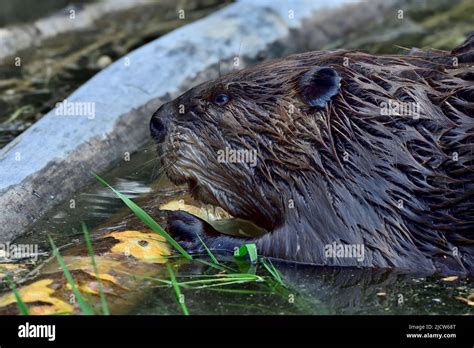 Beaver Eating Tree Hi Res Stock Photography And Images Alamy