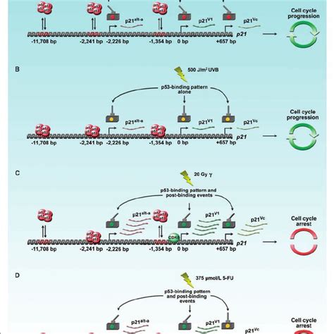 P21 Gene Map Locations Of All Known P53 Response Elements Re And Download Scientific