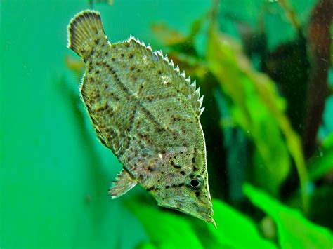 Amazon Leaf Fish At Mary Greenwell Blog