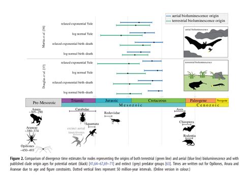 Adult Fireflies Started Glowing For Sexual Reasons Catrin