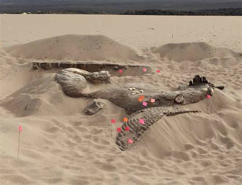 First Look Daniel R Small Ceci Moss