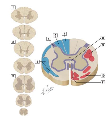 Diagram Of Spinal Cord Whitegray Matter Quizlet