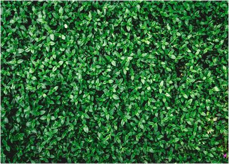 Buy Wolada 6x4ft Green Grass Backdrop Spring Green Leaves Photography