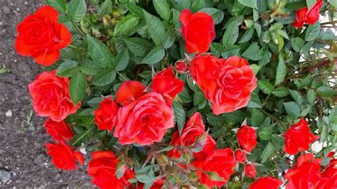 42 여름의 뜨거운 정열의 마음을 상징하는 빨간색 장미 꽃다발 여러분들에게 드립니다 건강하시고 즐거운 여름이 되기를 기원합니다 Youtube