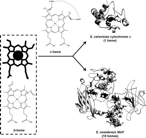 Cytochrome C Assembly Mavridou 2013 Iubmb Life Wiley Online Library