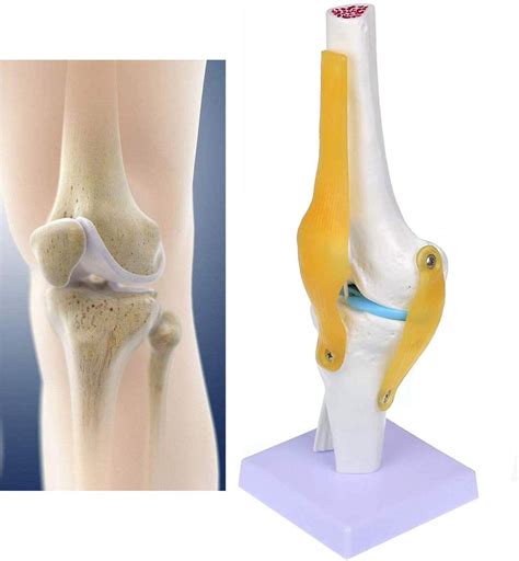 Buy Human Knee Joint Modelanatomical Medical Simulation Model Knee Joint With Ligaments Model