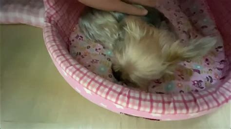 강아지 쓰담쓰담 하기🙂 히동이 쓰담쓰담🐶 Youtube