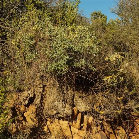 Dioscorea Hemicrypta Enjoysucculents