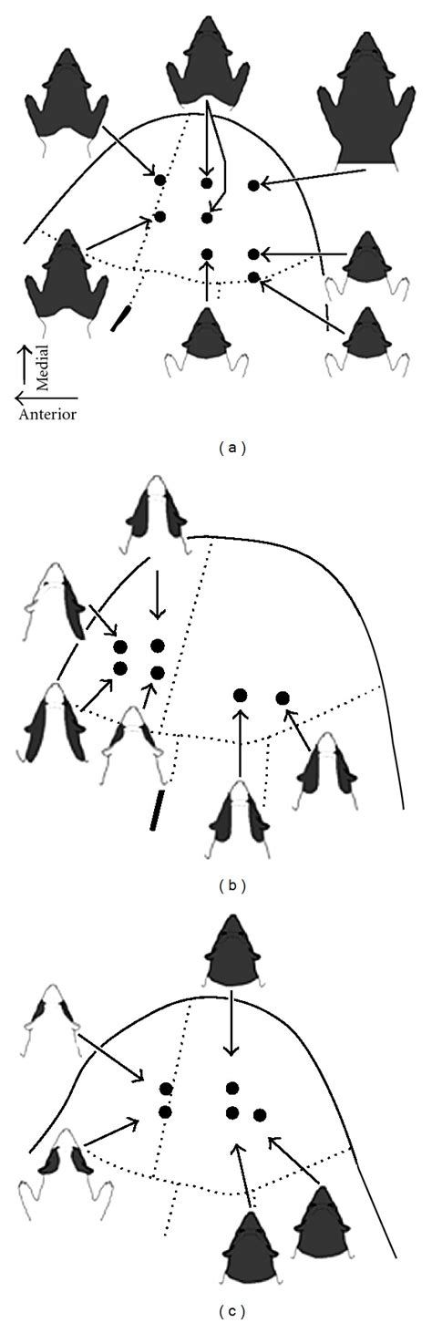 Distribution Of Somatosensory Receptive Fields In Core Auditory Cortex Download Scientific