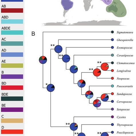 Bayesian Algorithms Based Reconstruction Of The Thyrsophorini