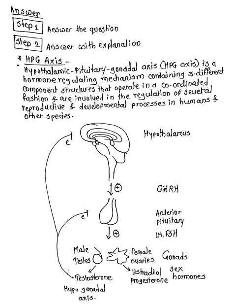 Solved Chapter 8 Assignment What Is The HPG Axis Define Primary Sex Course Hero