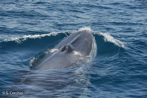 The Omuras Whale Project African Aquatic Conservation Fund
