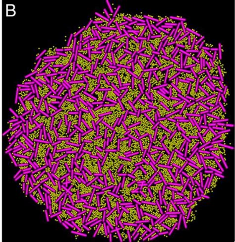 Researchers Develop Computer Model Of Bacterial Colony Interactions