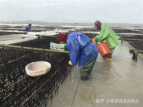 霞浦的头水紫菜 知乎