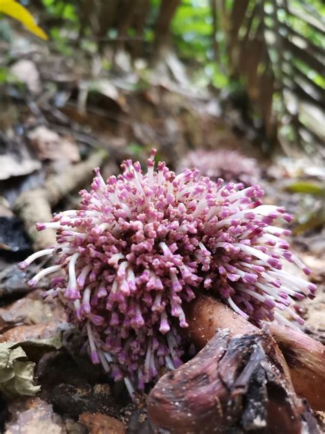 Need Help Identifying A Fungus R Fungi