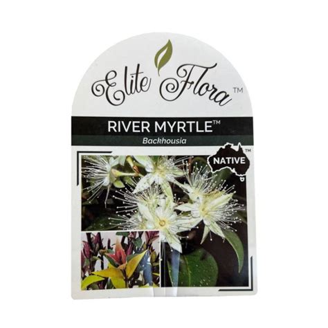 Backhousia Enata Flower Power