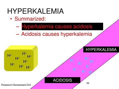 Potassium Homeostasis Ch4 Ppt Download