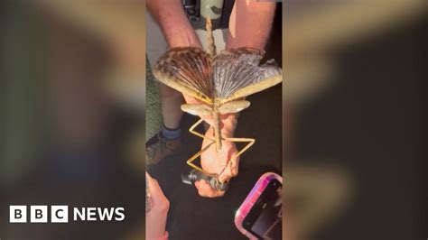 Watch Huge Stick Insect Discovered In Australia