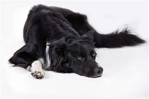 복사 공간으로 흰색에 고립 된 지루하고 화가 강아지 슬프고 사려 깊은 순종 국경 콜리 강아지의 전체 길이 초상화는 펜서디브를 내려다 보고 가축에 대한 스톡 사진 및 기타