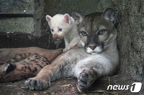 귀엽다 알비노 퓨마와 민무늬 기린ㄷㄷ 해피펫