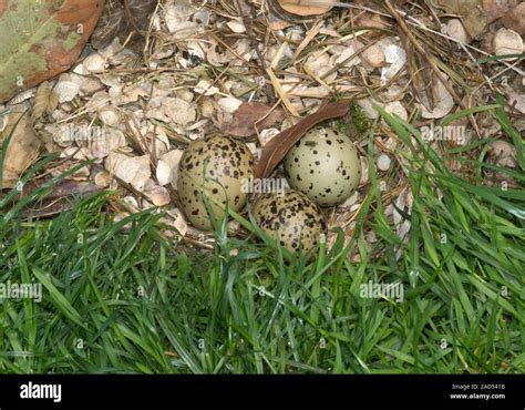 Pied Avocet Recurvirostra Avosetta Nest With Three Eggs The Pied
