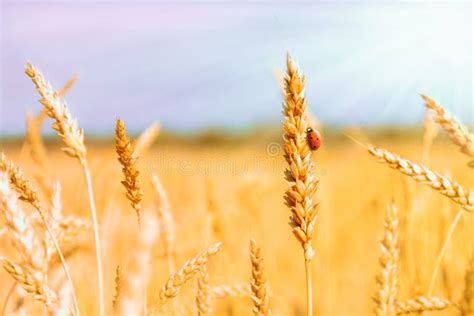 Золотые колоски зрелой пшеницы в поле на предпосылке голубого неба селективном фокусе Стоковое