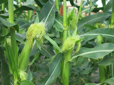 Mennonite Girls Can Cook Kernel Corn Salad