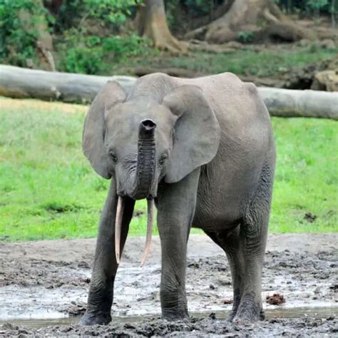 How Big Are Elephants Worlds Largest Land Mammal