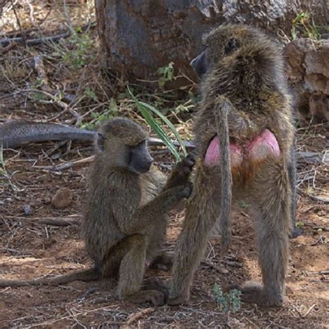 Facts About Baboons Inspire African Safaris