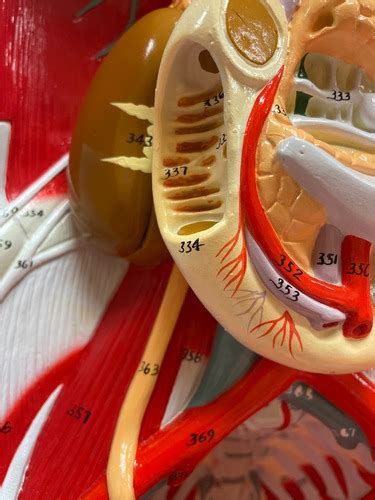 Duodenum Jejunum Ileum Flashcards Quizlet