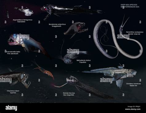 Species Of Ocean Fish