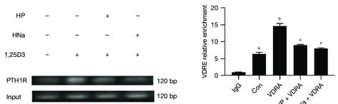 The Recruitment Of Vdrrxrα To The Vdre Of Pth1r Promoter − Without