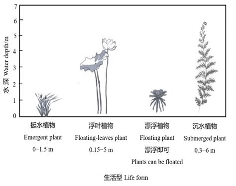 知识分享 水质净化与生态修复的水生植物优选指标体系构建（二）