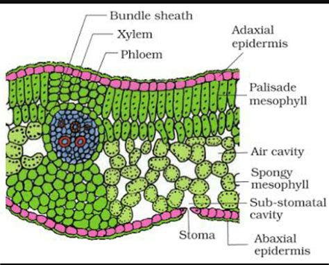 Are Bundle Sheath Cells The Same As Stroma Food Stamps