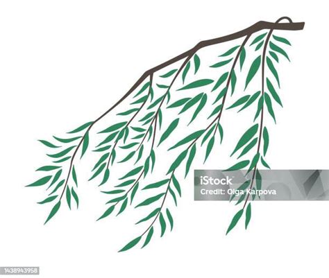 수양 버드 나무 가지와 흰색 배경에 고립 된 벡터 삽화를 남깁니다 0명에 대한 스톡 벡터 아트 및 기타 이미지 0명 관목 꽃무늬 Istock