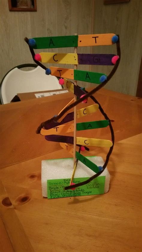 How To Build A Dna Model For Babe Contestgold8
