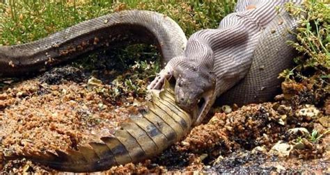 Huge Olive Python Swallows A Crocodile Whole In Australia