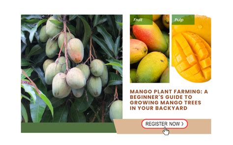 Varieties Of Mango Tree