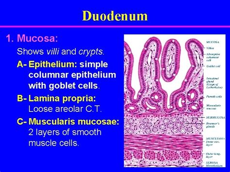 Small Intestine N Objectives By The End Of