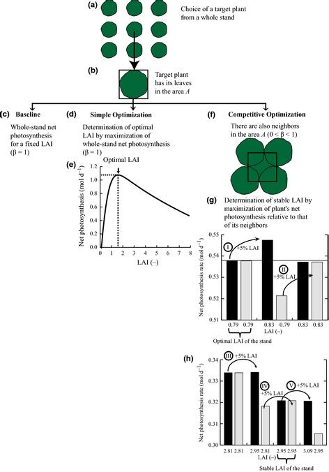 Overview Of The Determination Of Optimal Leaf Area Index Lai And Download Scientific Diagram