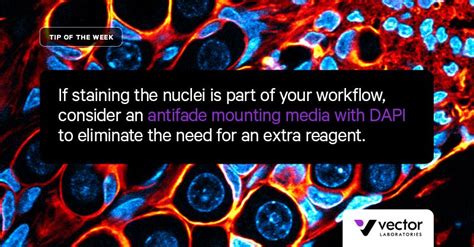 Vector Laboratories Inc On Linkedin Wednesdaywisdom
