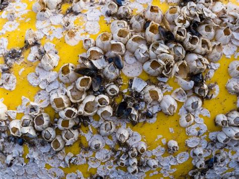 Premium Photo Dead Barnacles