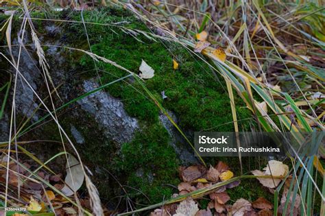 나무의 줄기는 북쪽에 녹색 마우스처럼 자란 나무 줄기로 드문 드문 나무와 낮은 녹색 잔디가있는 숲의 배경에 대해 자란다 0명에 대한 스톡 사진 및 기타 이미지 Istock